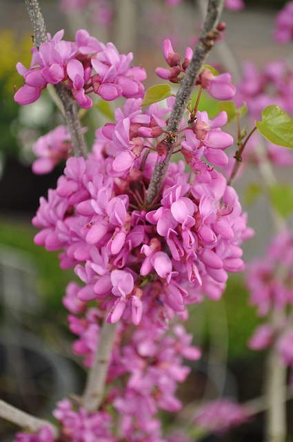 Romantic Redbuds - The Greenery Nursery
