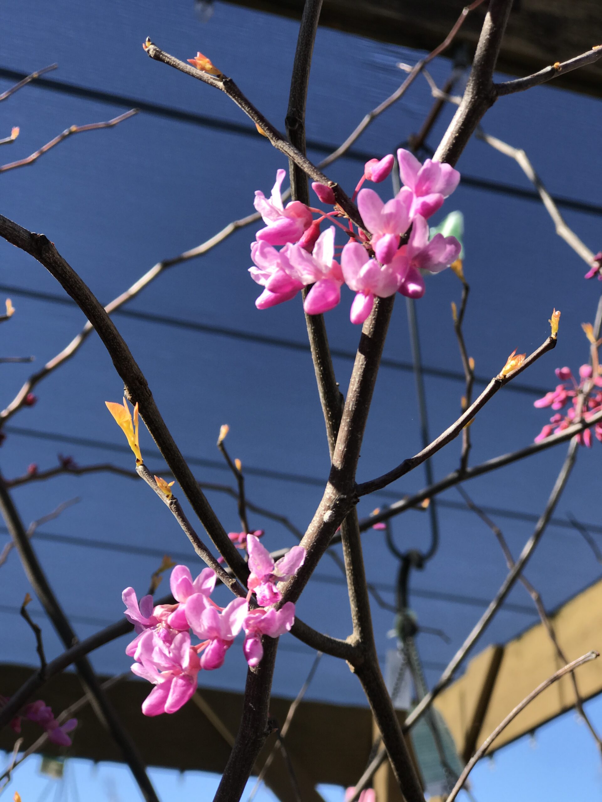 Romantic Redbuds - The Greenery Nursery