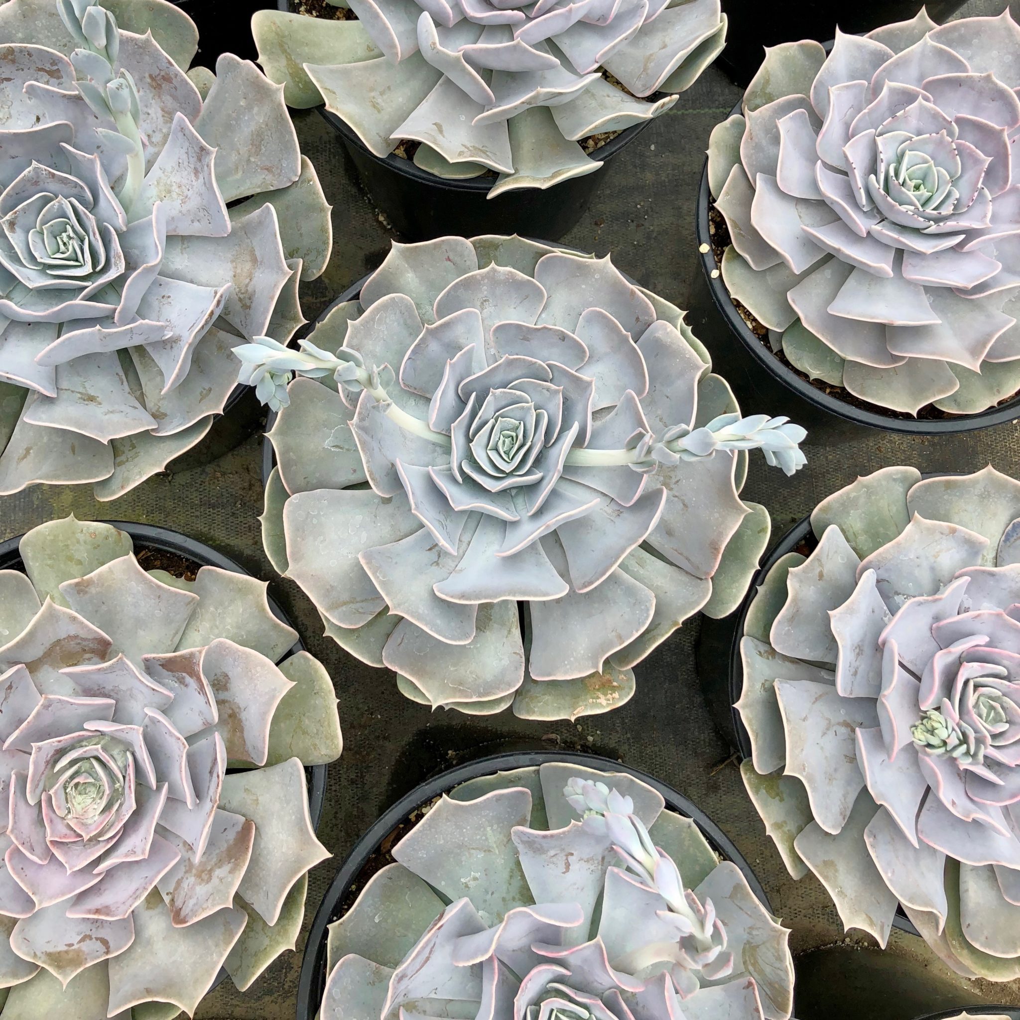 Frost-Hardy Succulents - The Greenery Nursery