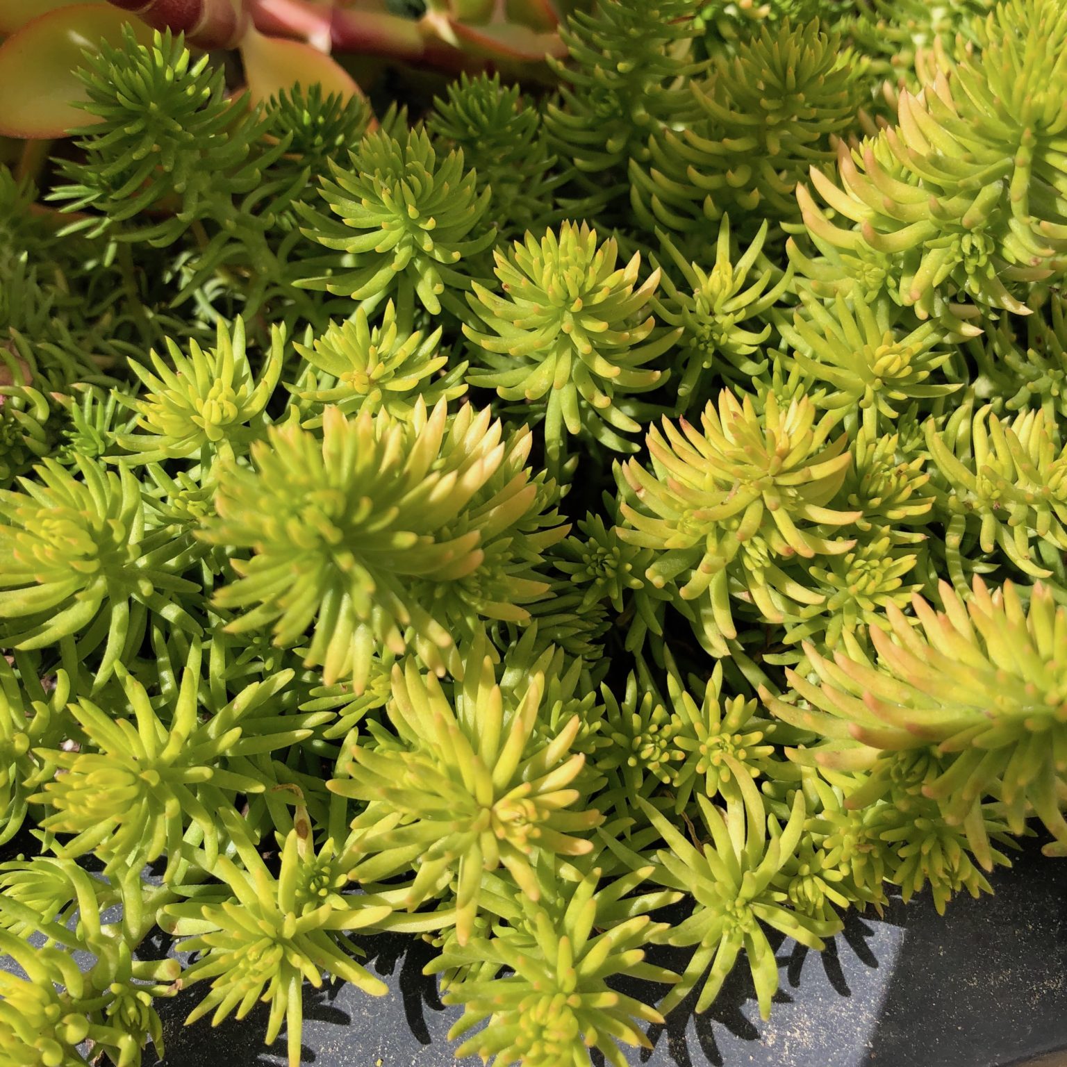 Frost-Hardy Succulents - The Greenery Nursery