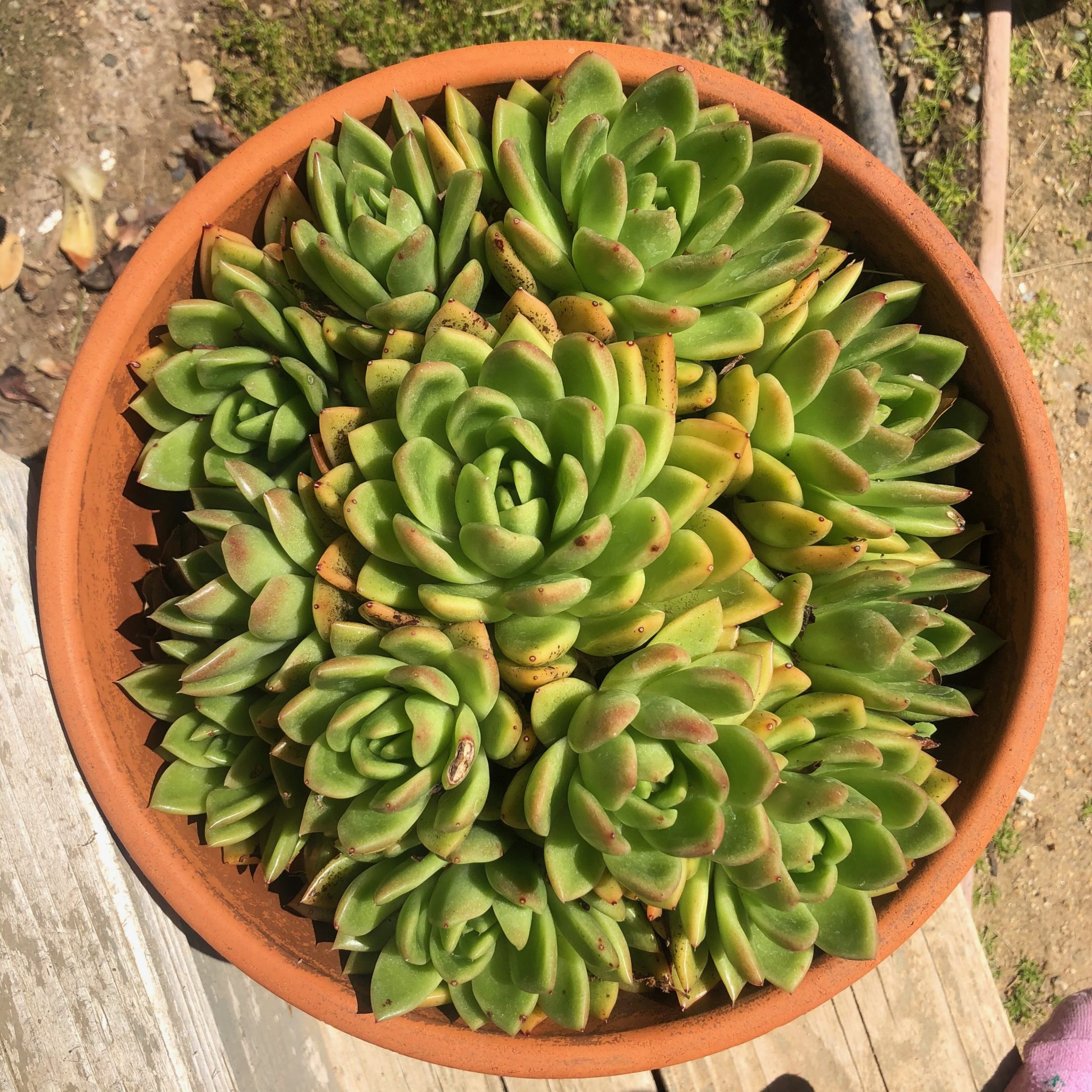 Frost-Hardy Succulents - The Greenery Nursery