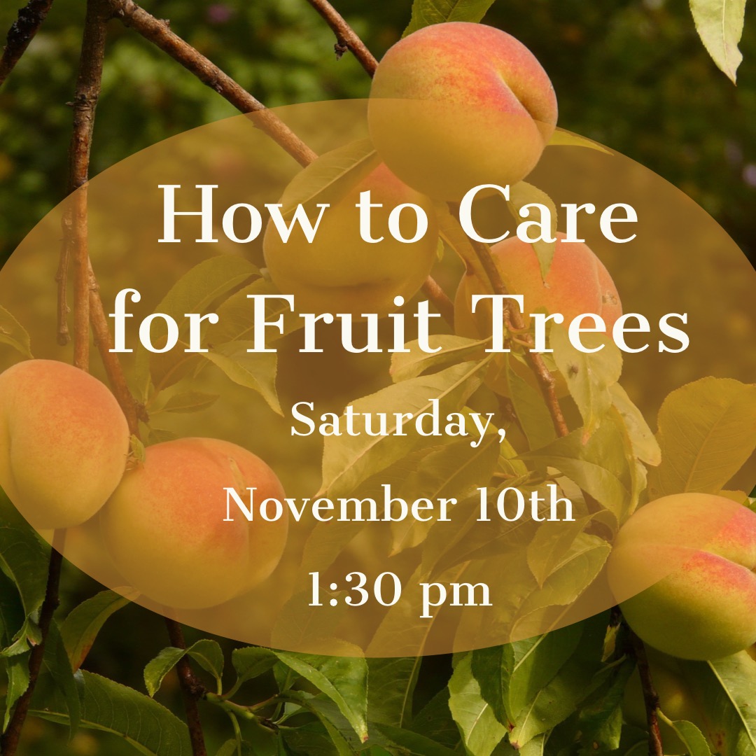 How to Care for Fruit Trees - The Greenery Nursery