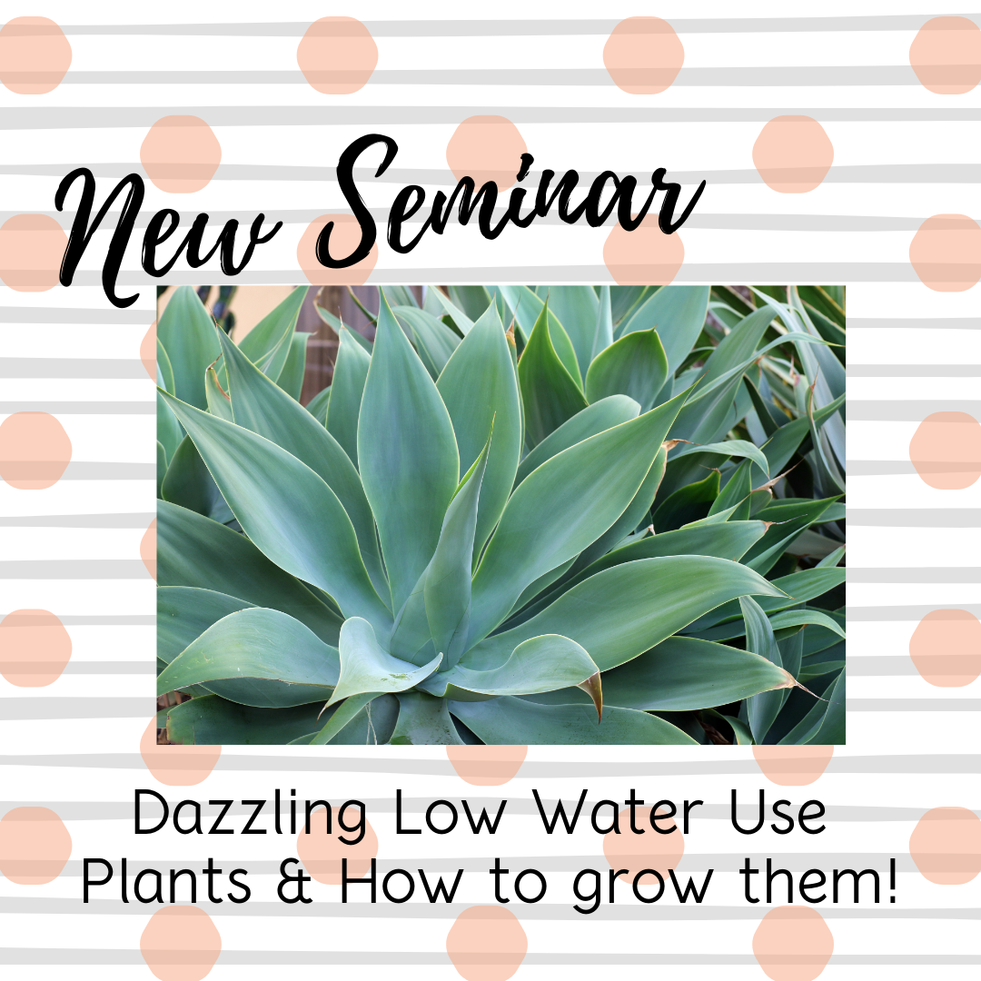 NEW! Dazzling Low Water Use Plants & How to grow them! - The Greenery ...