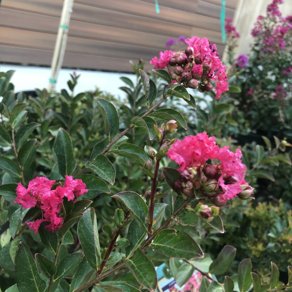 Colorful Crape Myrtles - The Greenery Nursery