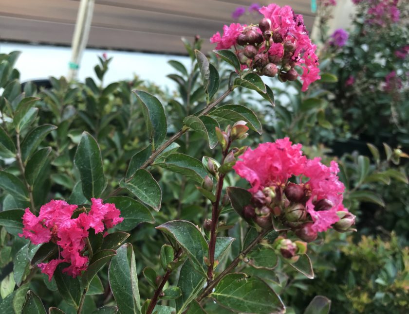 Colorful Crape Myrtles - The Greenery Nursery