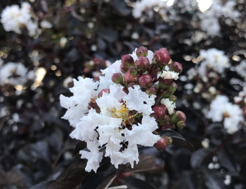 Colorful Crape Myrtles - The Greenery Nursery