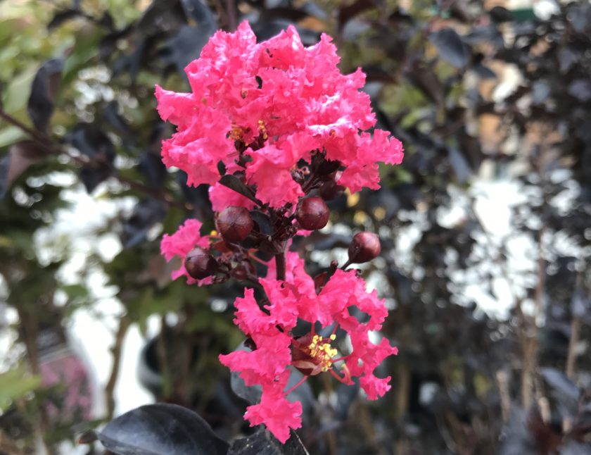 Colorful Crape Myrtles - The Greenery Nursery