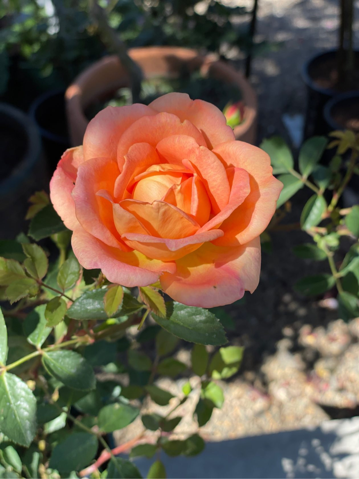 David Austin Roses Finally in Stock! - The Greenery Nursery