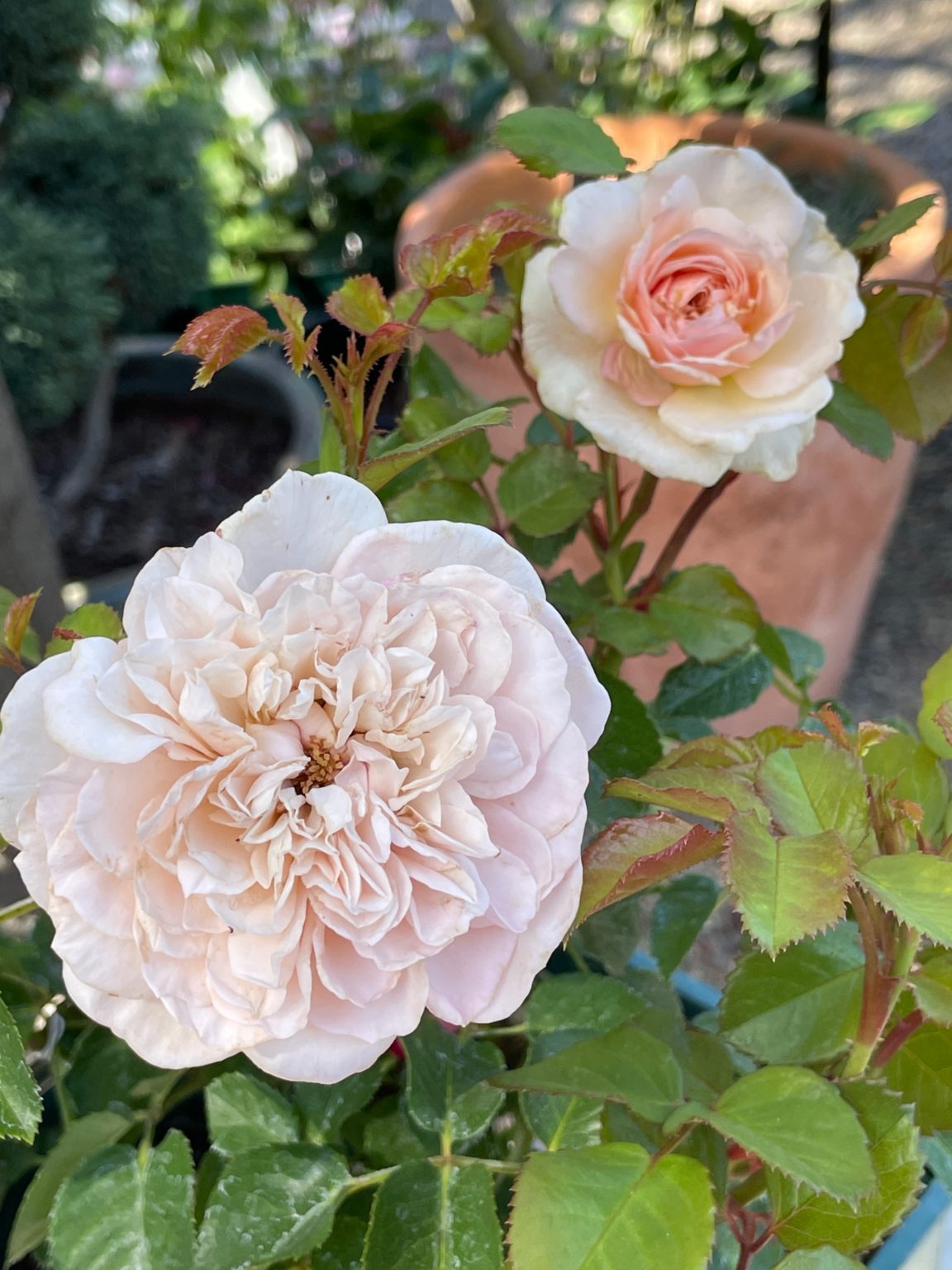 David Austin Roses Finally in Stock! - The Greenery Nursery