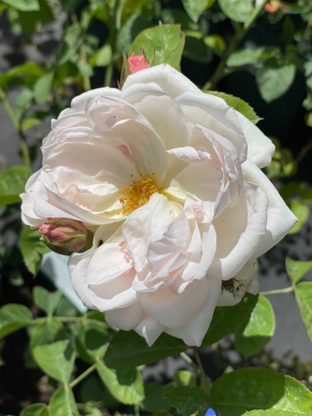 David Austin Roses Finally in Stock! - The Greenery Nursery