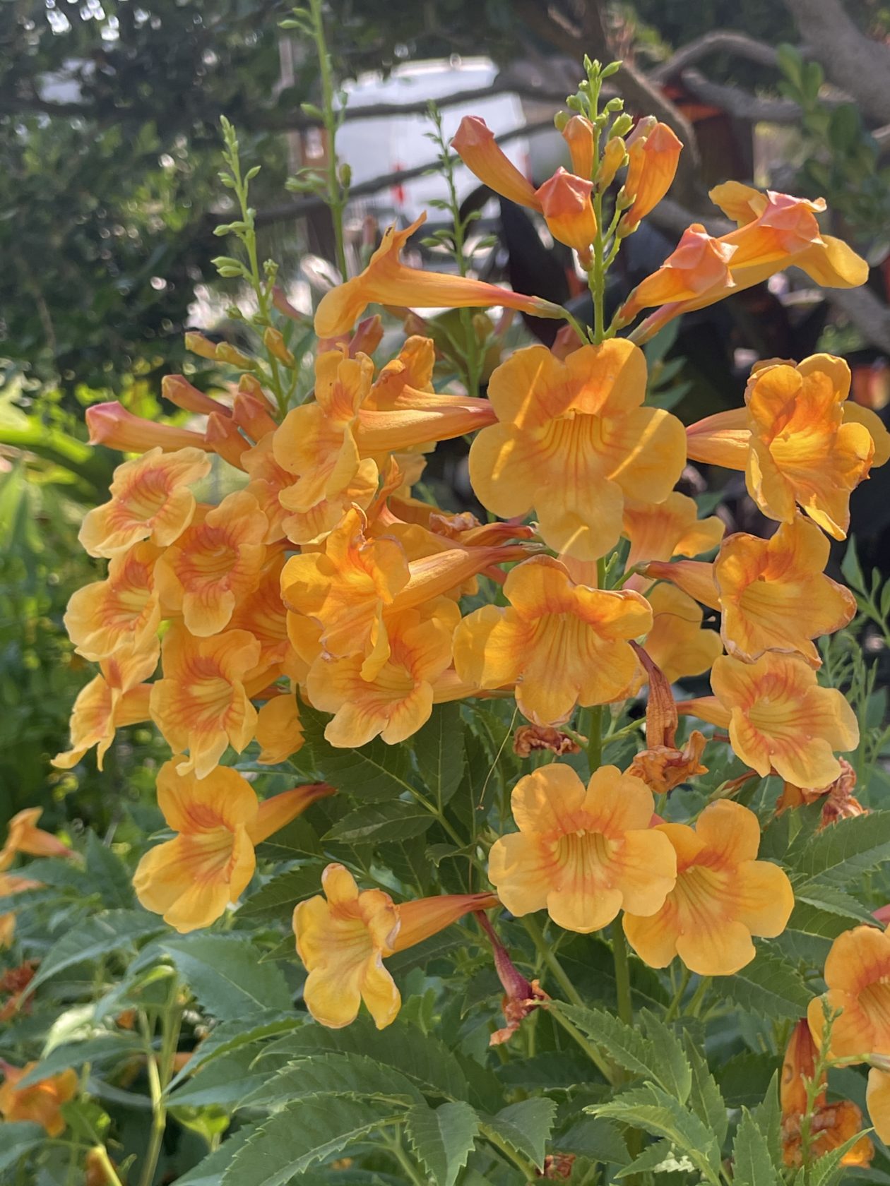 Fiery Tecomas - The Greenery Nursery