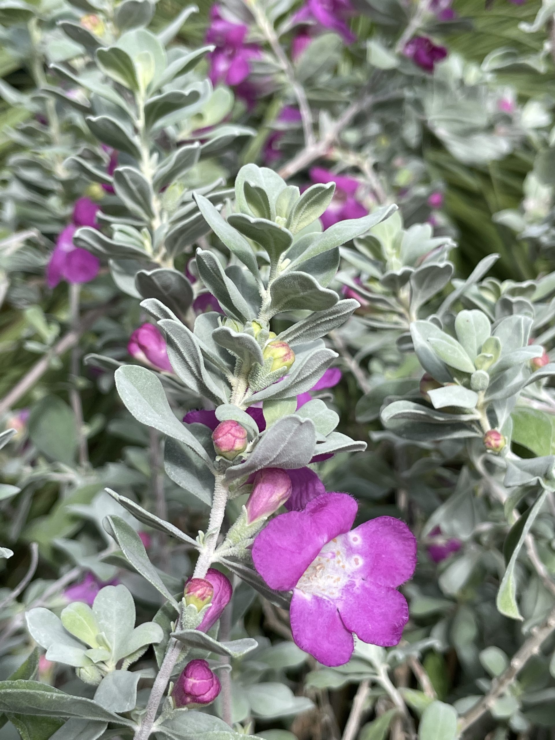 Lovely Leucophyllum - The Greenery Nursery