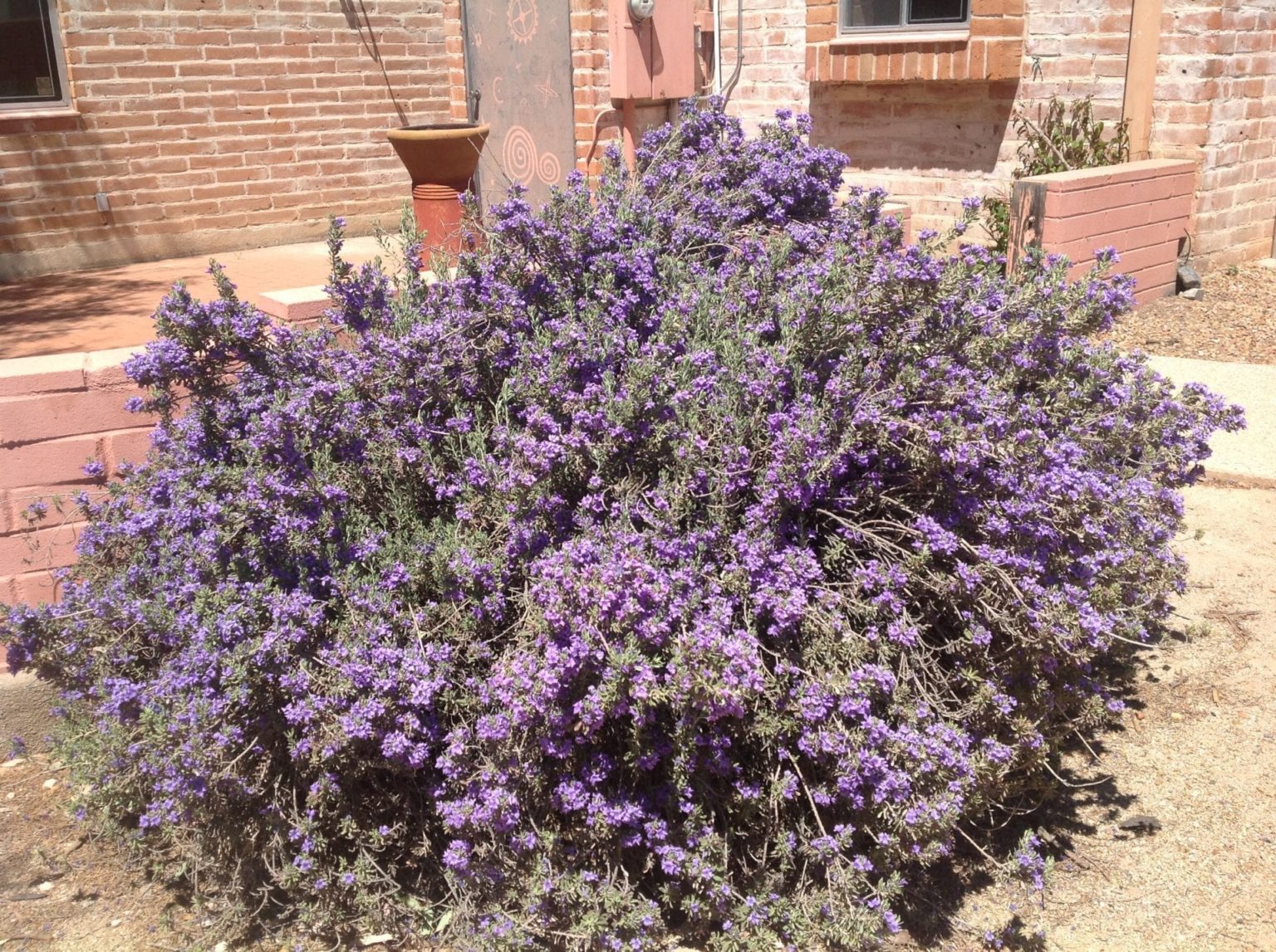 Lovely Leucophyllum - The Greenery Nursery