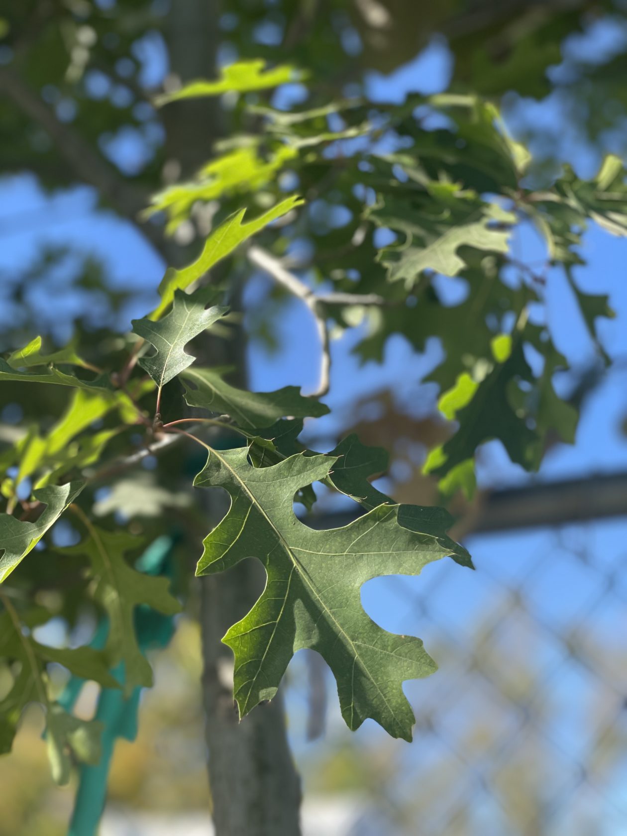 Oaks to Grow - The Greenery Nursery
