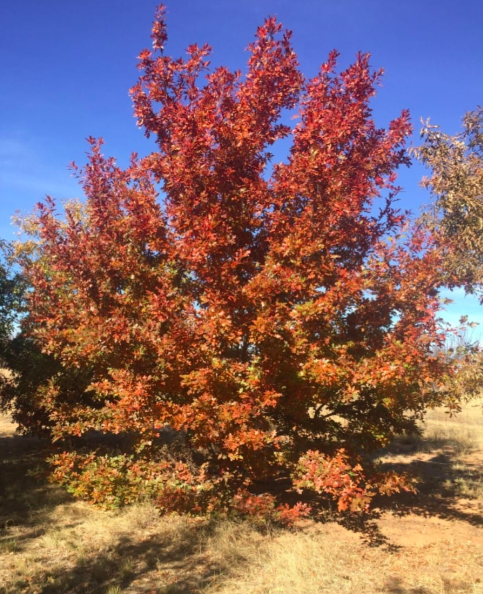 Oaks to Grow - The Greenery Nursery