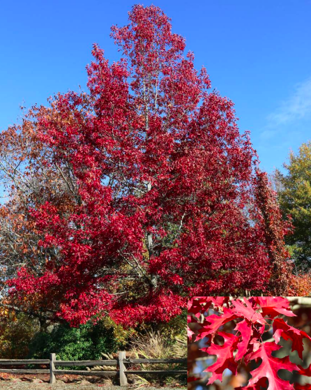 Oaks to Grow - The Greenery Nursery