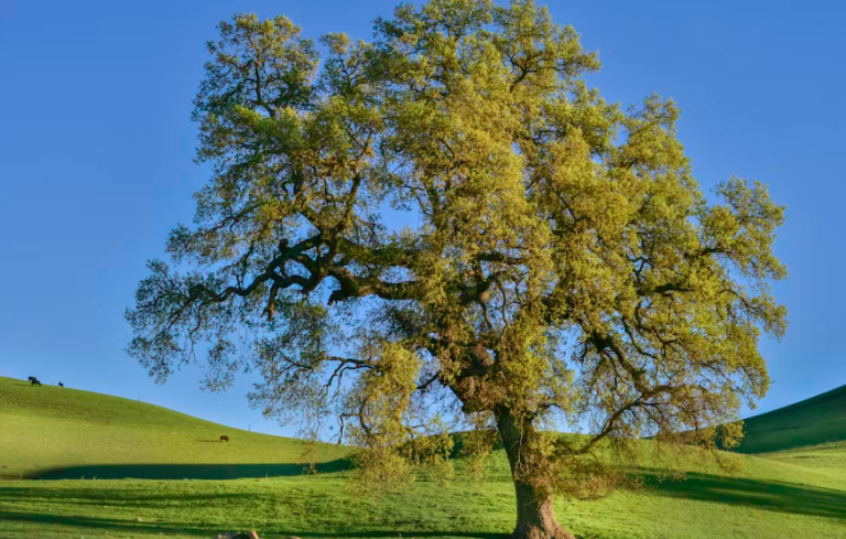 Oaks to Grow - The Greenery Nursery