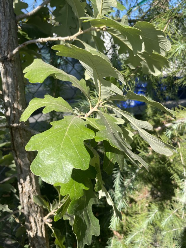 Oaks to Grow - The Greenery Nursery