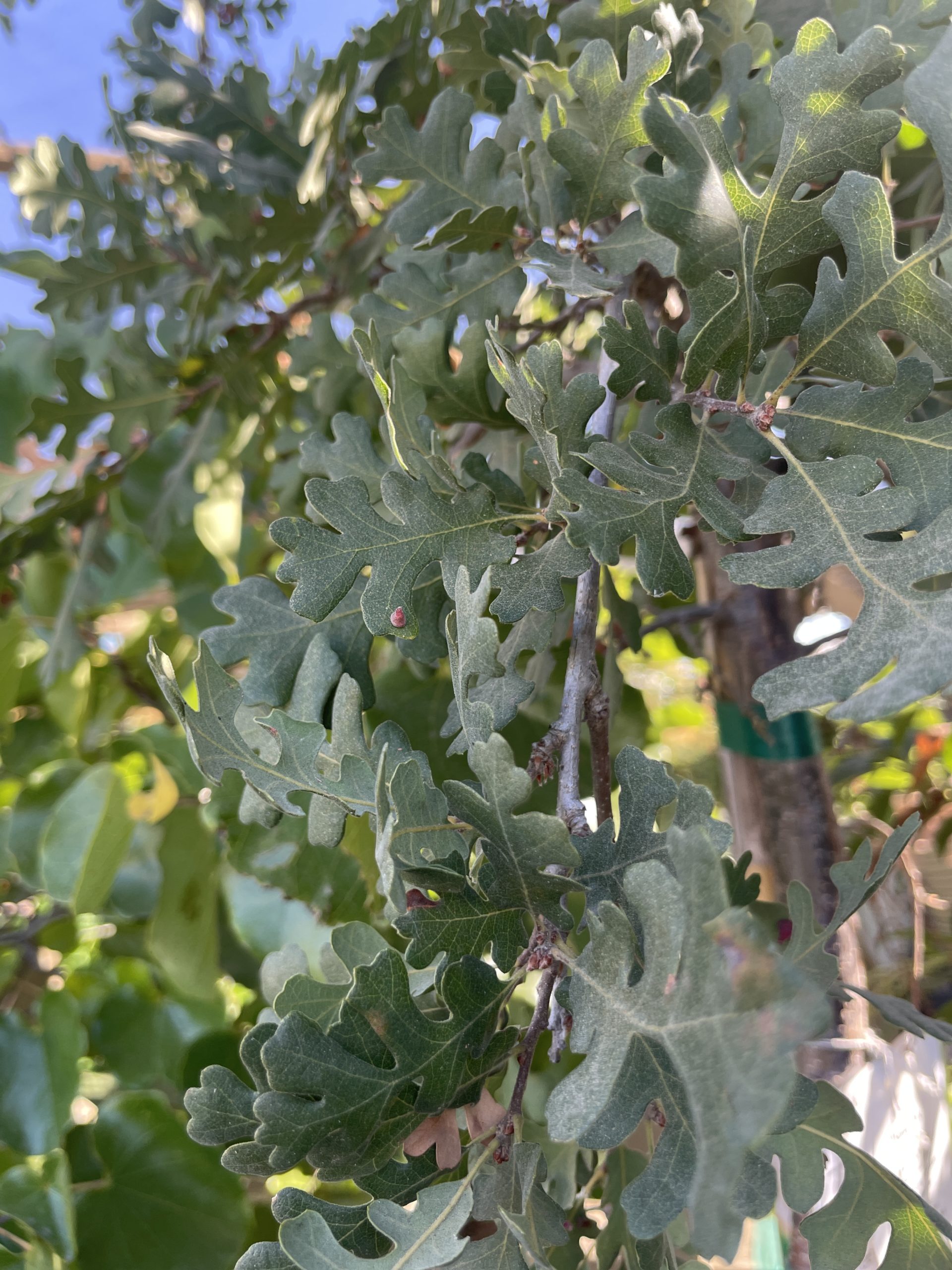 Oaks to Grow - The Greenery Nursery