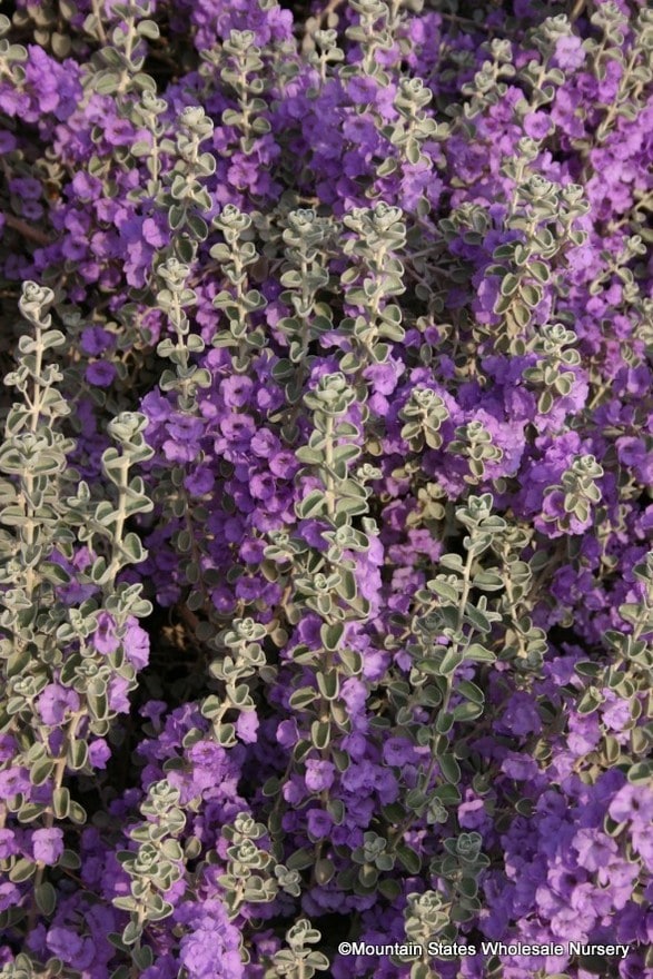 Lovely Leucophyllum - The Greenery Nursery