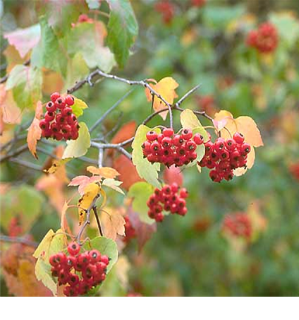 Washington Hawthorn Tree - The Greenery Nursery