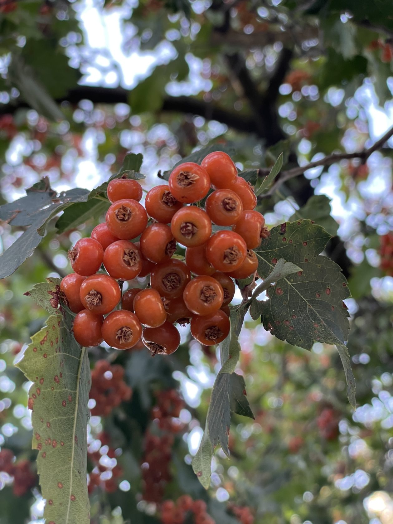 Western Hawthorn Tree - The Greenery Nursery