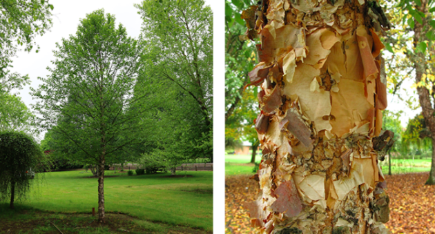 Our Favorite Shade Trees - The Greenery Nursery