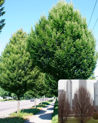 Columnar Trees - The Greenery Nursery
