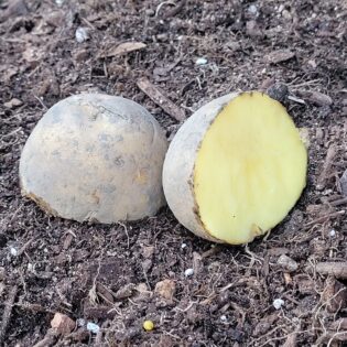 2024 Seed Potatoes - The Greenery Nursery