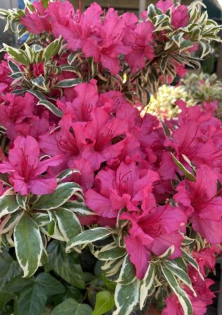 Home - The Greenery Nursery