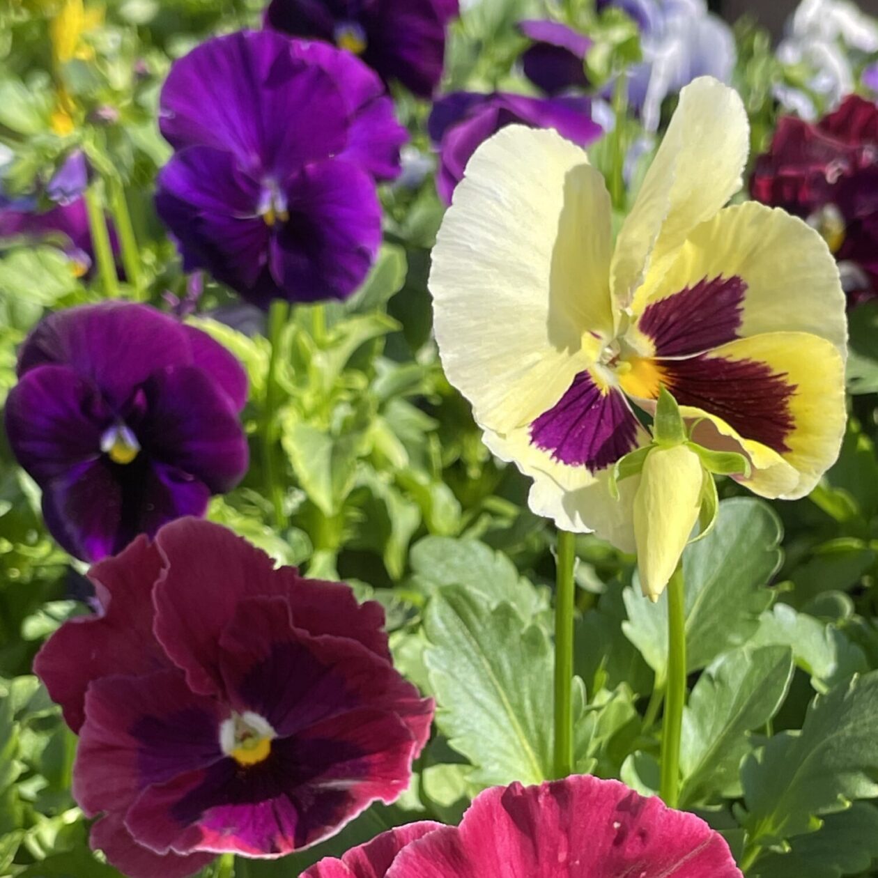 Home - The Greenery Nursery