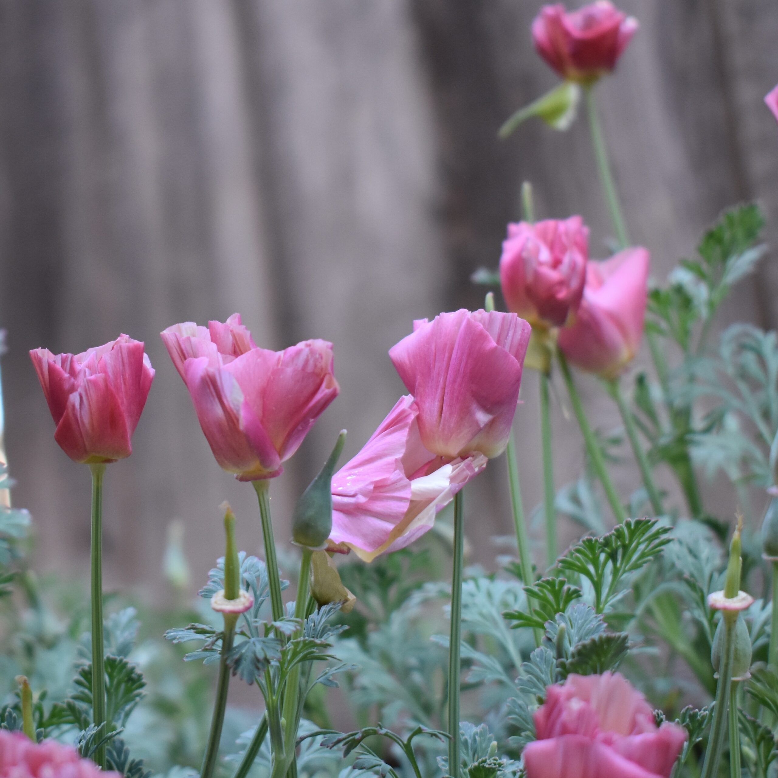 How to Master Plant Names - The Greenery Nursery