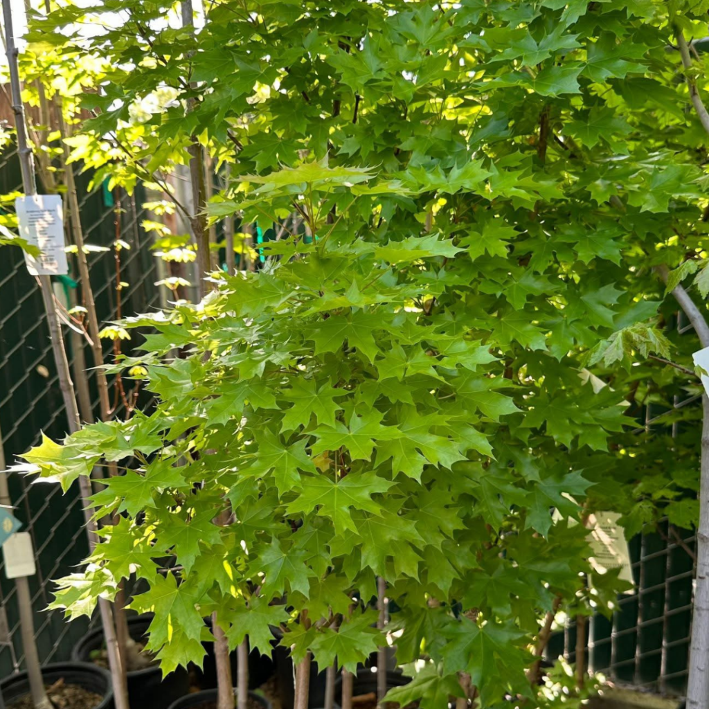 Spring at The Greenery - The Greenery Nursery