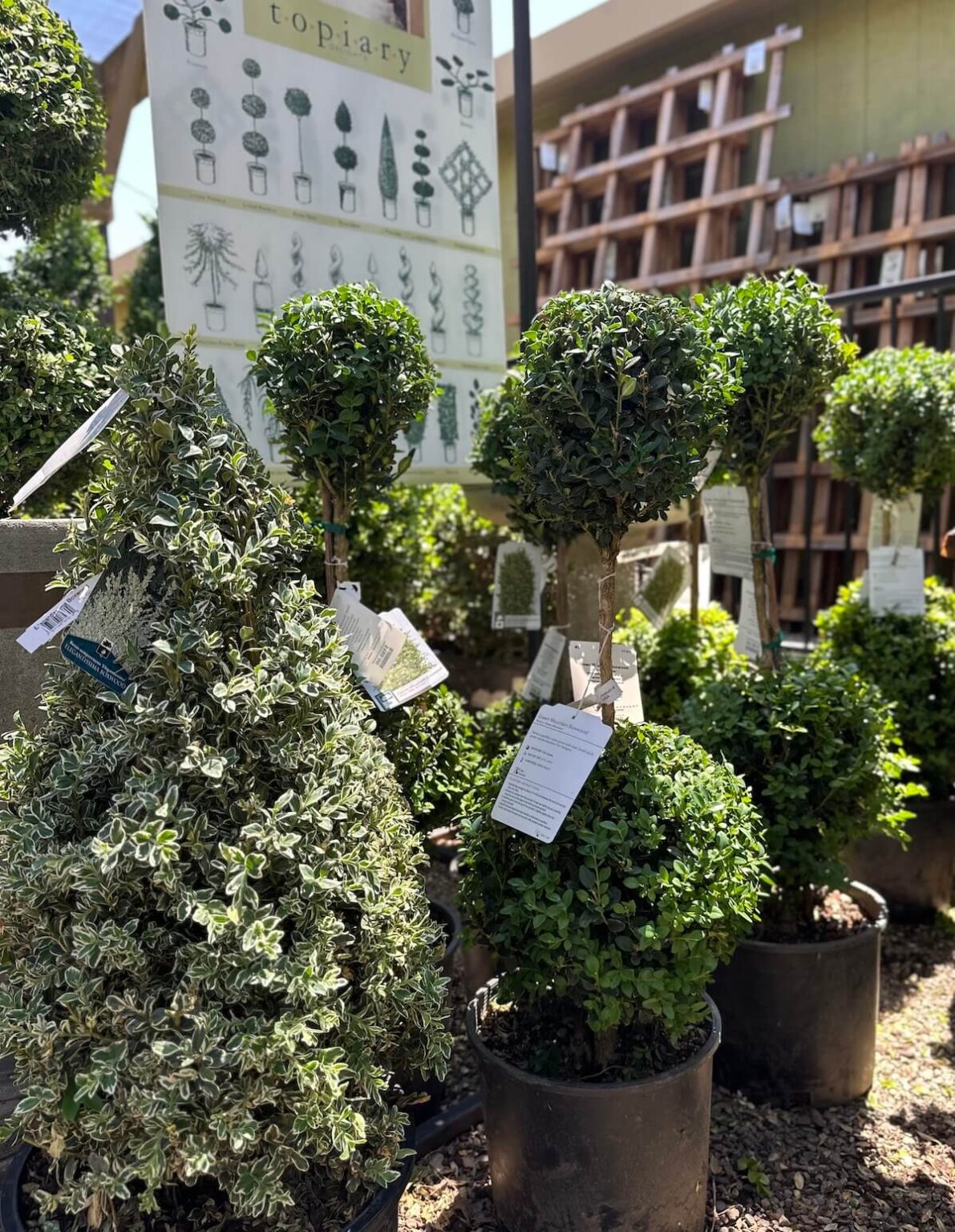 Home - The Greenery Nursery